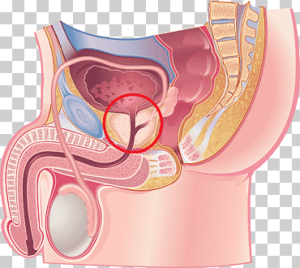 Entendiendo La Importancia De La Próstata - Nathuralco.com